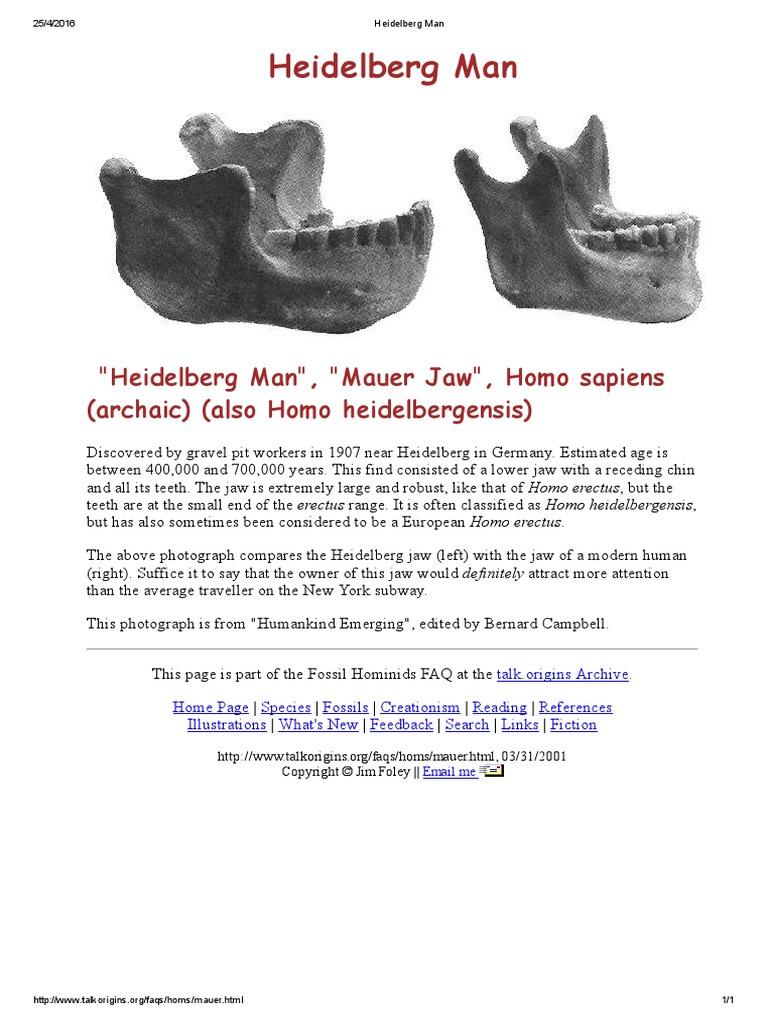 Heidelberg Man | Pliocene | Homo