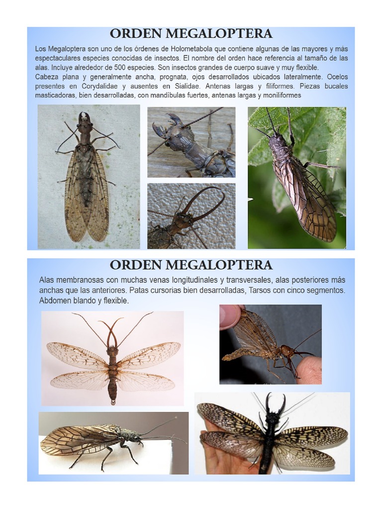 Capitulo X Sistemática - Megaloptera - Stresiptera PDF | PDF