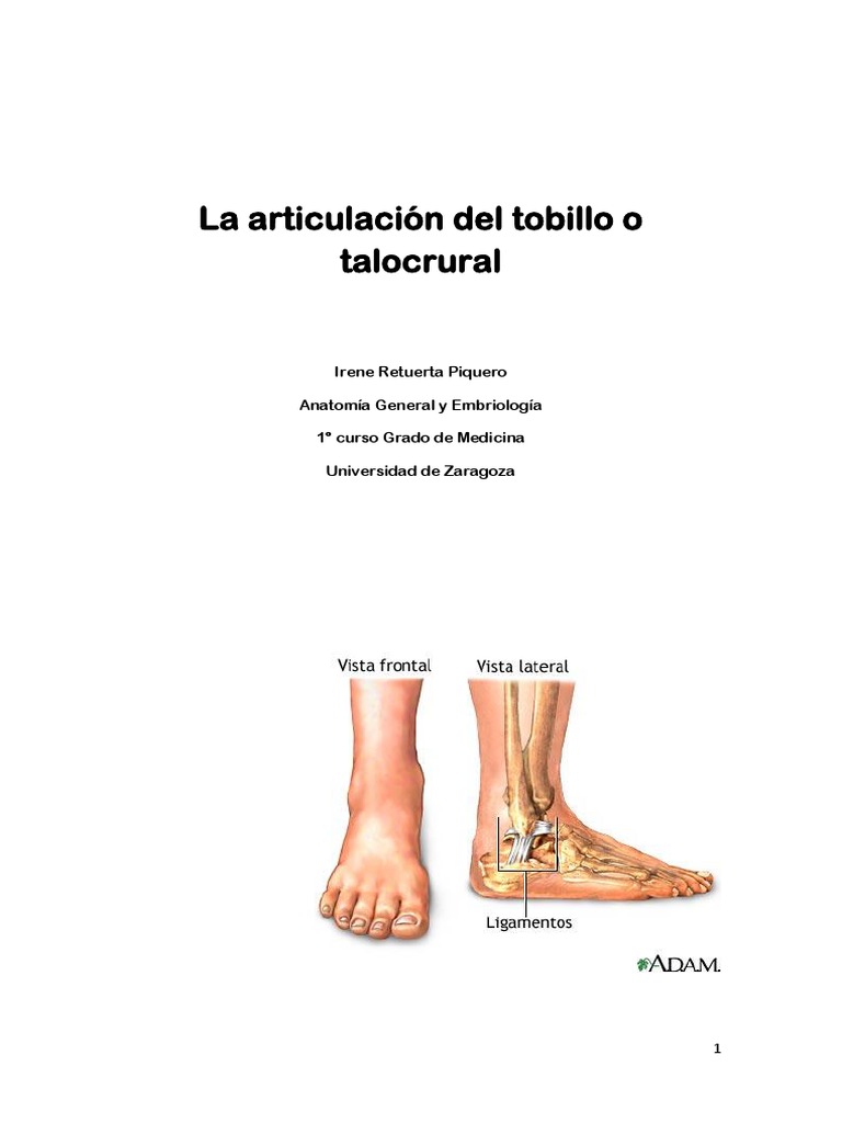 La Articulación Talocrural | Tobillo | Articulación