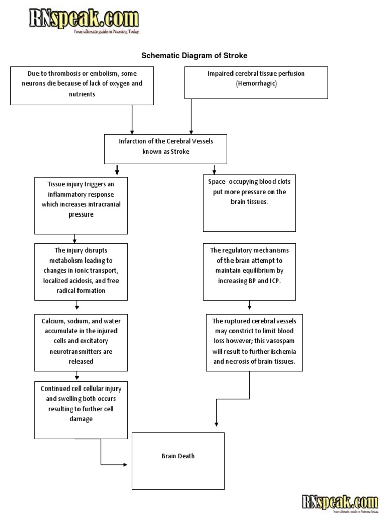 Schematic Diagram of Stroke | PDF
