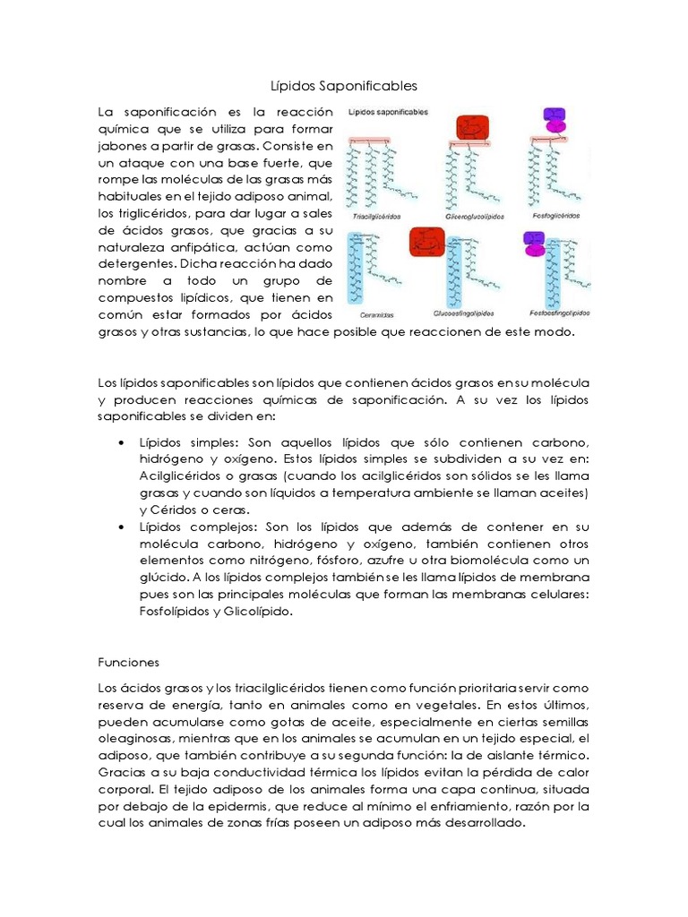 Lípidos Saponificables Pdf Lípido Moléculas Activas De Membrana