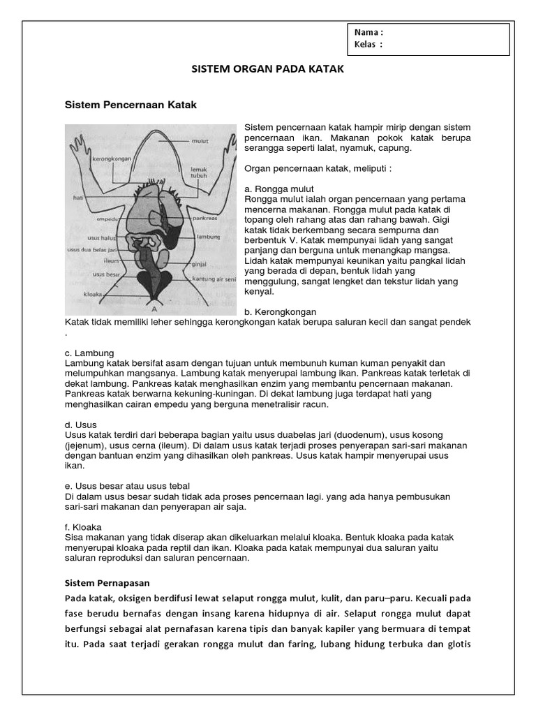 Sistem Organ Pada Katak | PDF