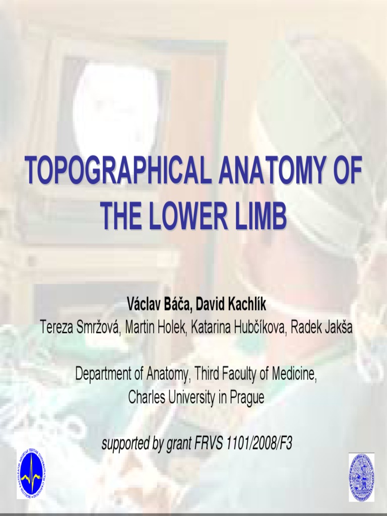 Topographic Anatomy of the Lower Limb | PDF | Soft Tissue | Human Anatomy
