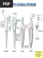 Canino Inferior Dibujo | PDF | Anatomia dental | Boca