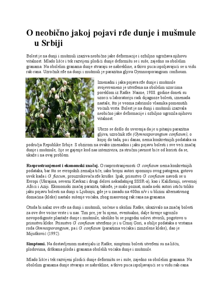 O Pojavi Rdje Dunje I Musmule U Srbiji | PDF