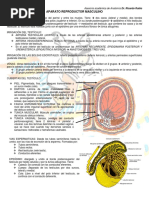 2.7. Exploración Testicular. 2.8. Escroto. 2.9. Técnicas y Maniobras de ...