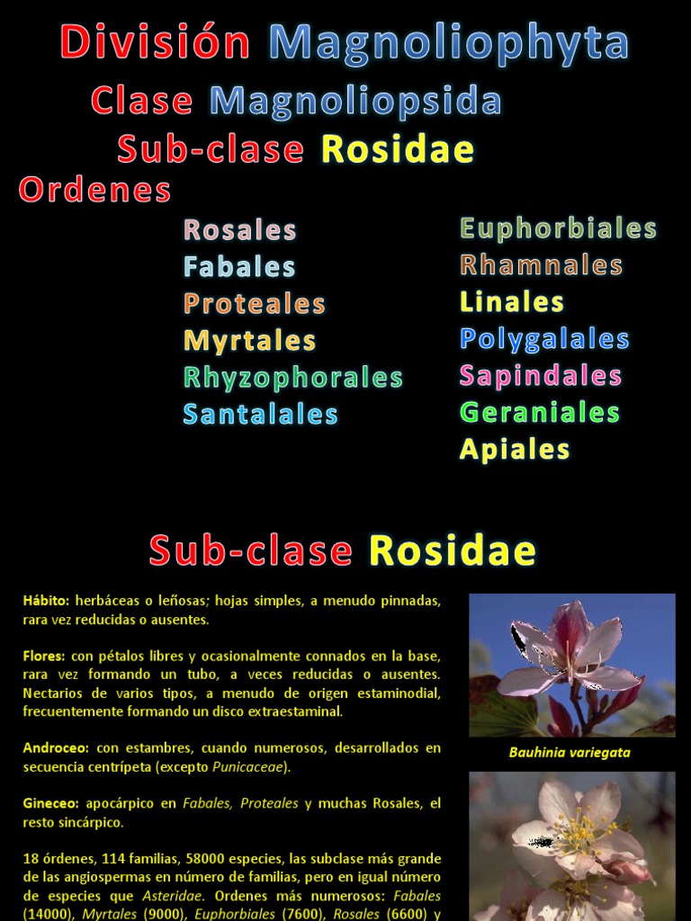 Rosidae 2012 PDF | PDF | Plantas | Horticultura y jardinería