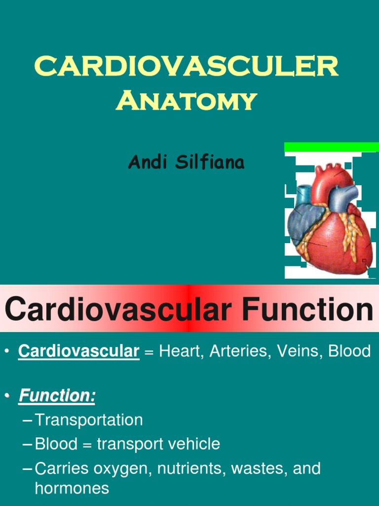 Cardiovasculer Anatomy: Andi Silfiana | PDF | Heart Valve | Heart