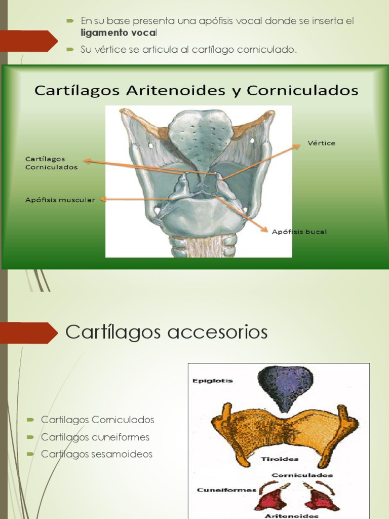 Cartilagos de La Laringe | PDF