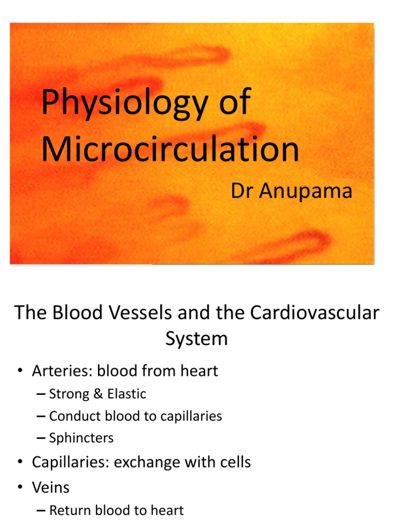 The Microcirculatory System: Structure and Function of the Smallest ...