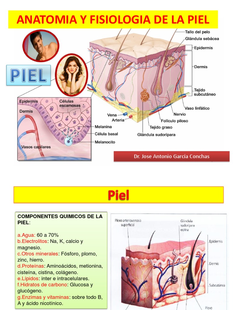 4 Anatomia y Fisiologia de La Piel | Piel | Epidermis