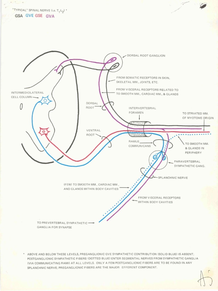 Nervi Cranieni Scheme