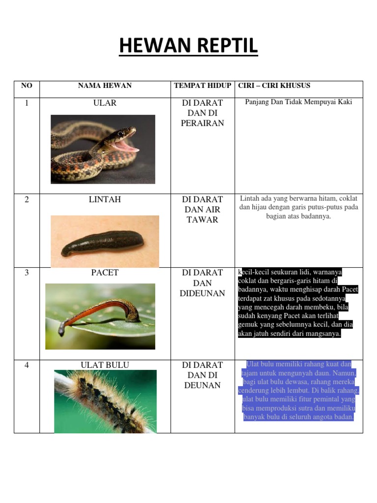 20 Contoh Hewan Reptil dan Ciri-cirinya | PDF