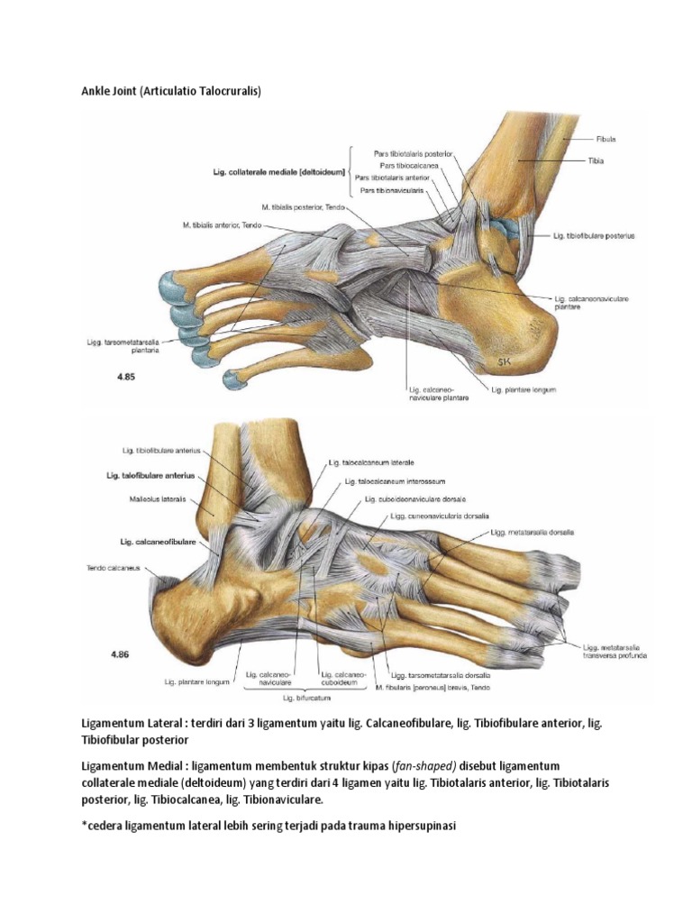 Anatomi Ankle Joint | PDF | Sejarah