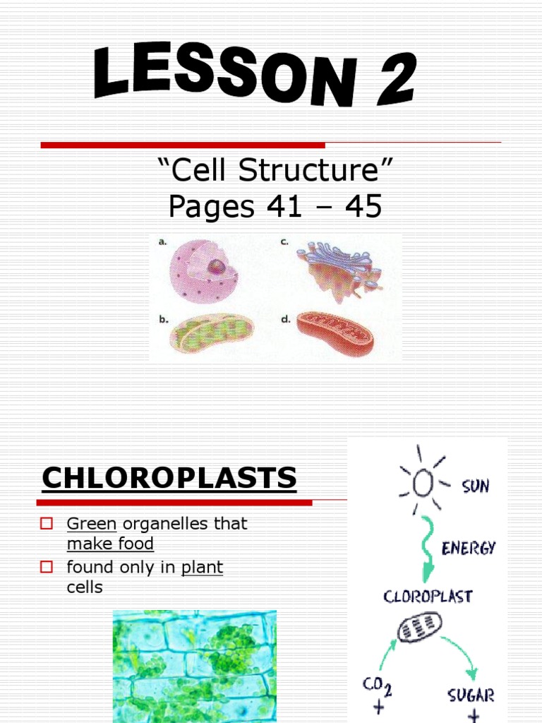 Cell Structures Lesson2 | PDF | Endoplasmic Reticulum | Chloroplast