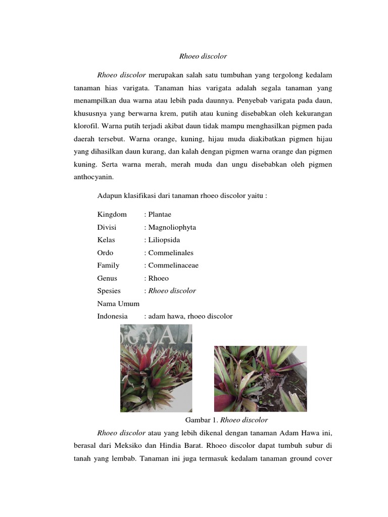 Rhoeo Discolor Print Jilid Dosen | PDF