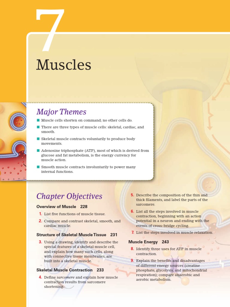 Chapter07 PDF | PDF | Acetylcholine | Neuromuscular Junction