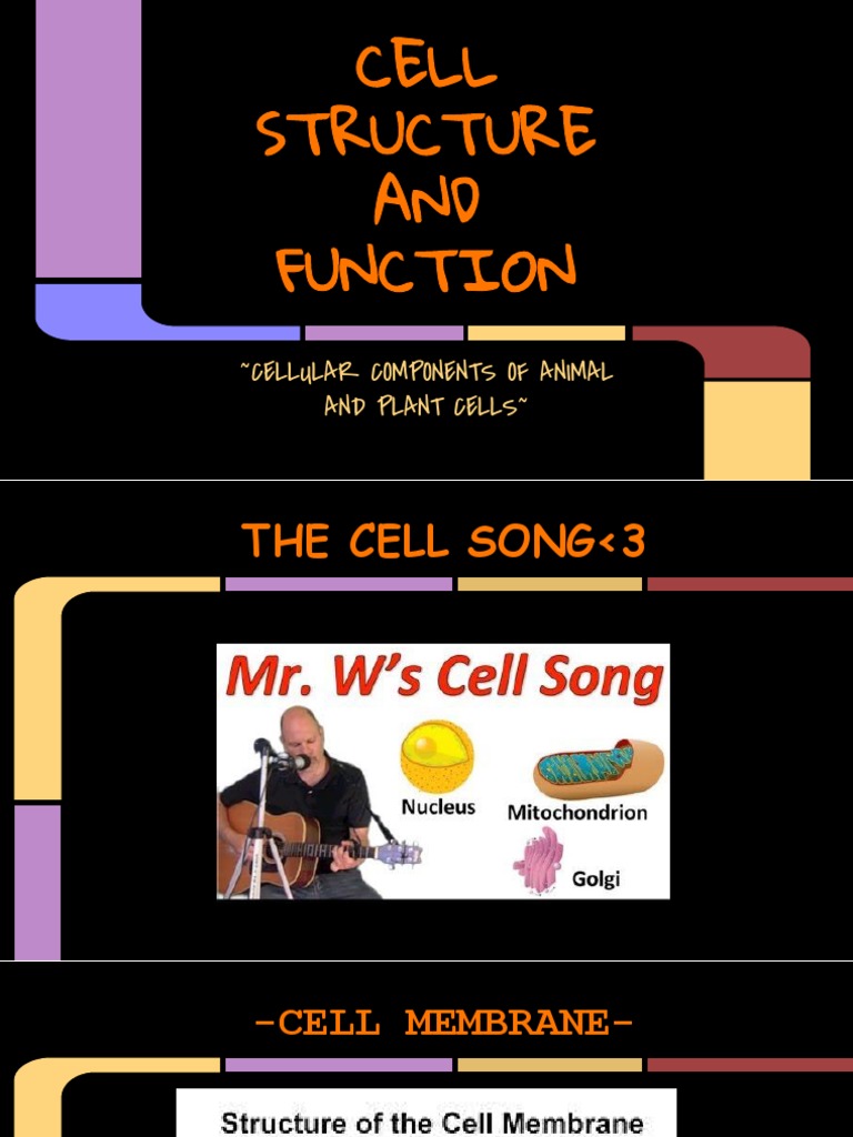 Cell Structure: Membrane, Wall, Cytoplasm | PDF | Cell Membrane ...