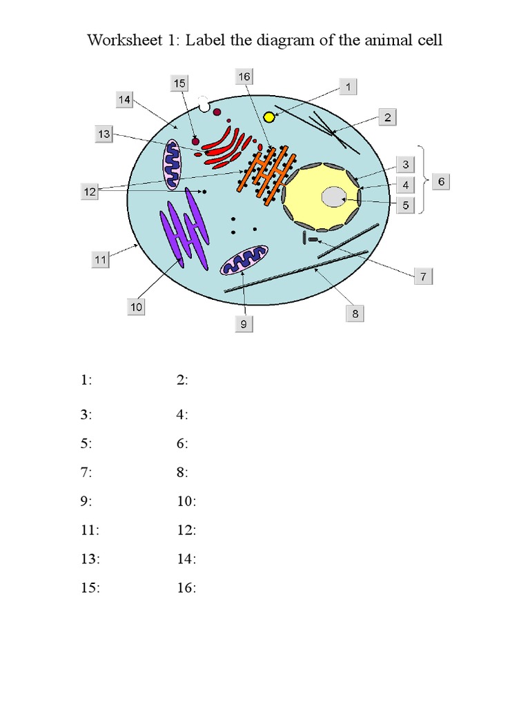 Worksheet 1: Label The Diagram of The Animal Cell | PDF