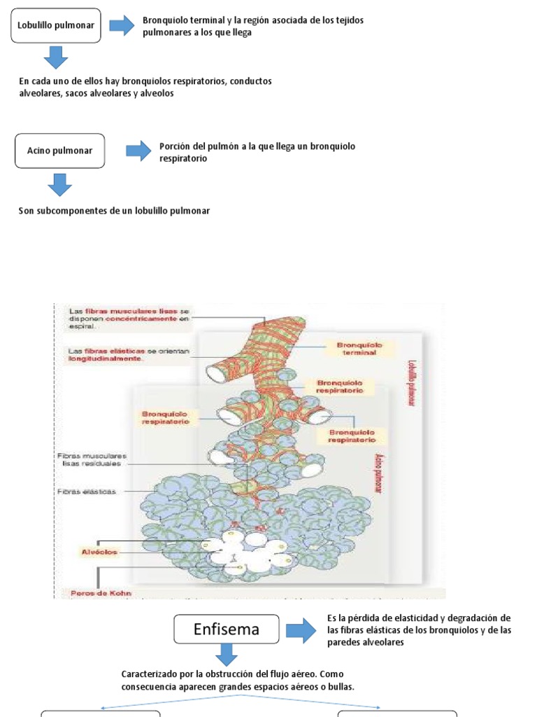 Acino Pulmonar y Enfisema