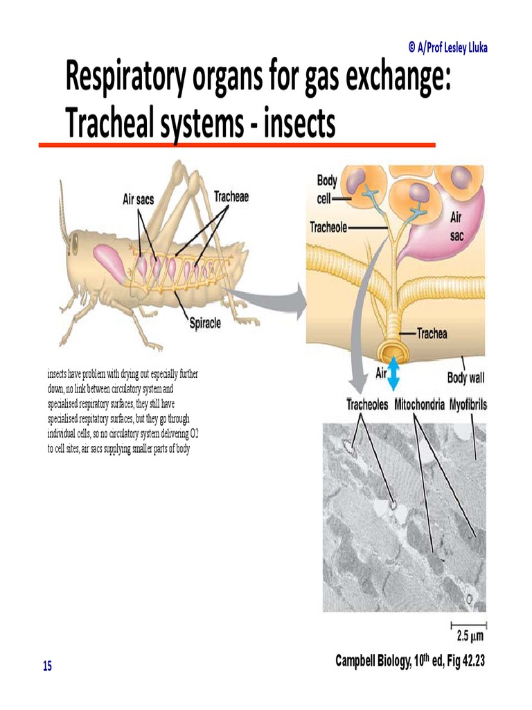 Respiratory Organs For Gas Exchange: Tracheal Systems Insects | PDF