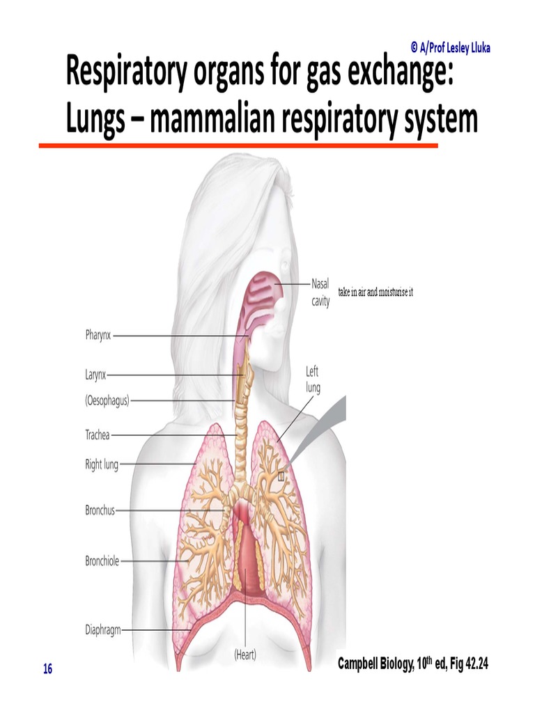 Respiratory Organs For Gas Exchange: Lungs - Mammalian Respiratory ...