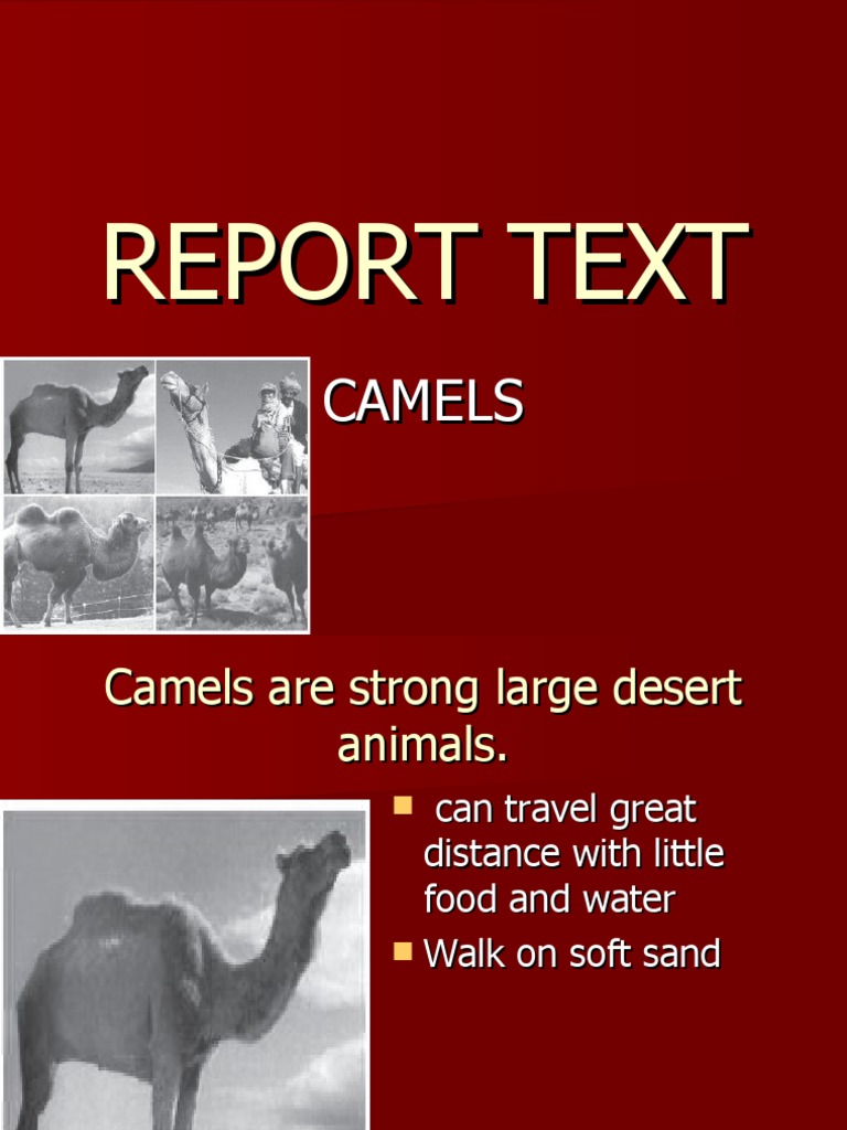Camels: Desert Survivors | PDF