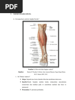Anatomi Trunkus Manusia | PDF