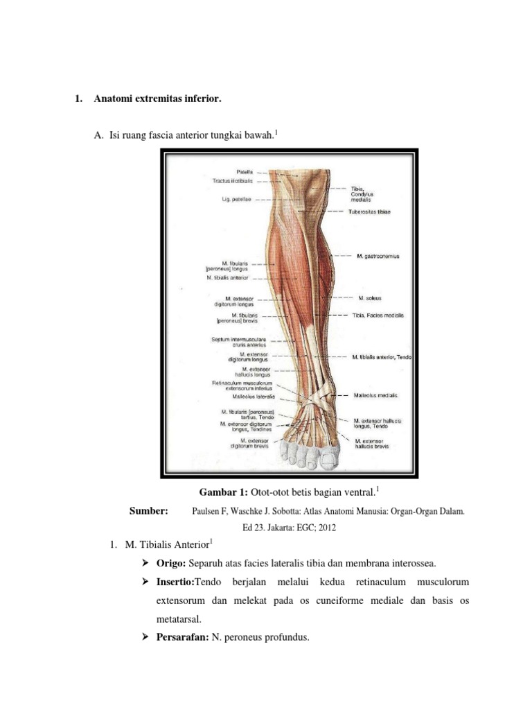 Anatomi Extremitas Inferior | PDF