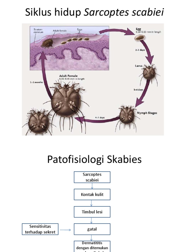 Siklus Hidup Sarcoptes Dan Patfis Sarcoptes | PDF