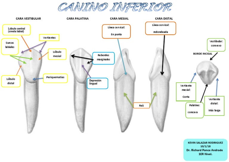 La anatomía dental: Características morfológicas del incisivo central ...