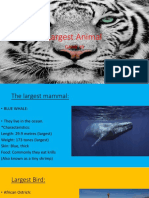 10 Fastest Animals in The World | PDF