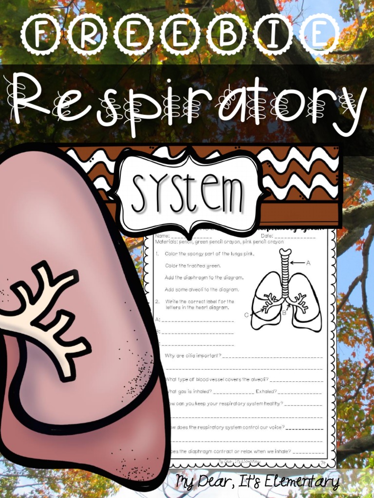 TheHumanBodyRespiratorySystemFREEBIE PDF | PDF | Respiratory System | Lung