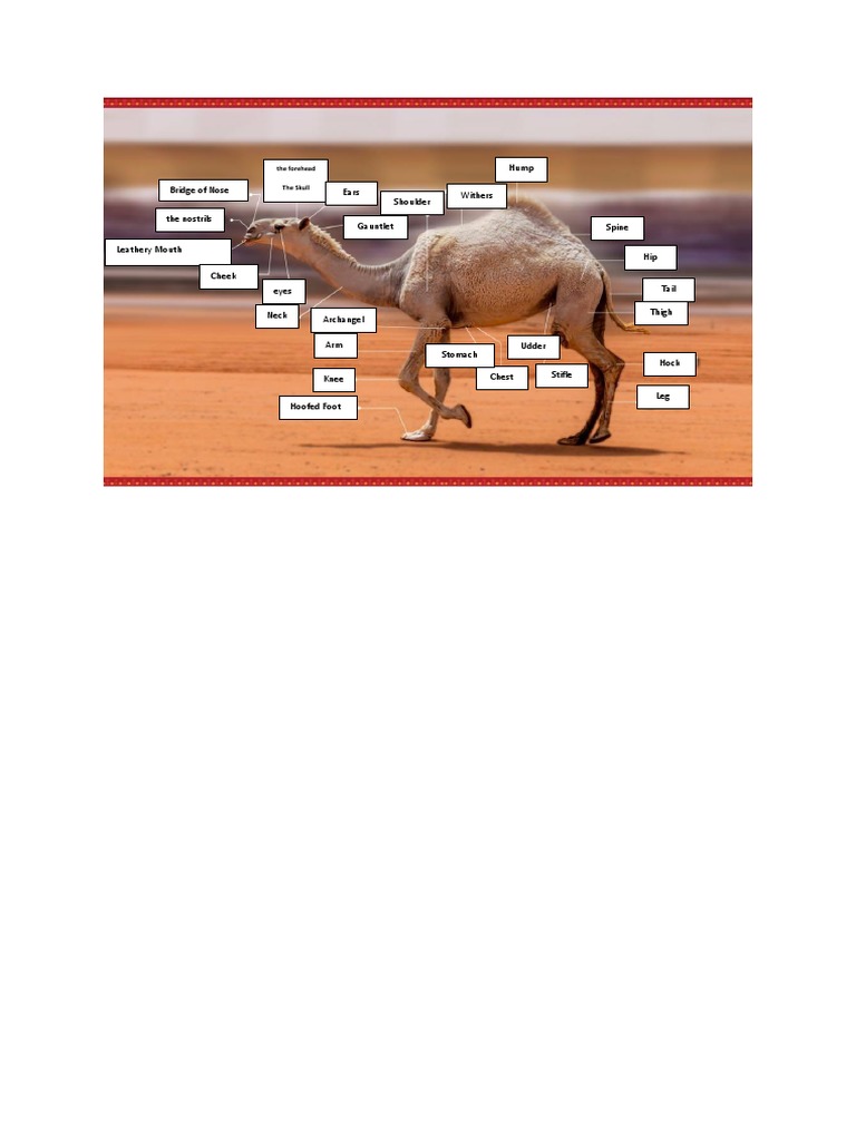 Camel Body Parts
