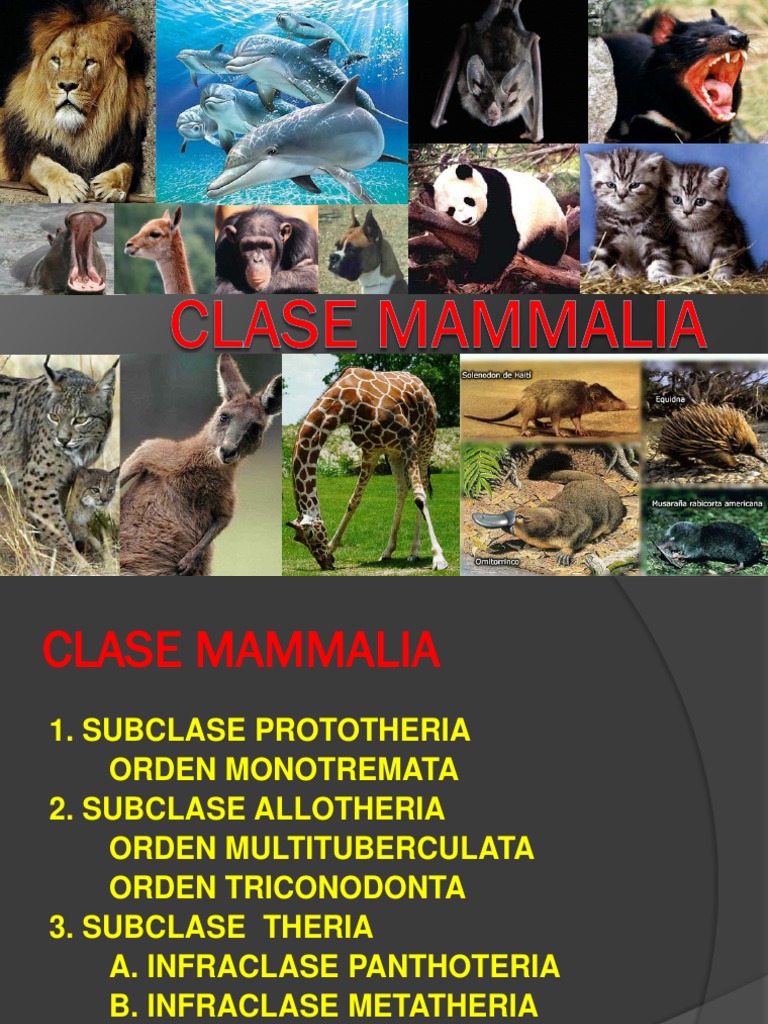 Clasificación de Mamíferos | PDF | Mamíferos | Marsupiales