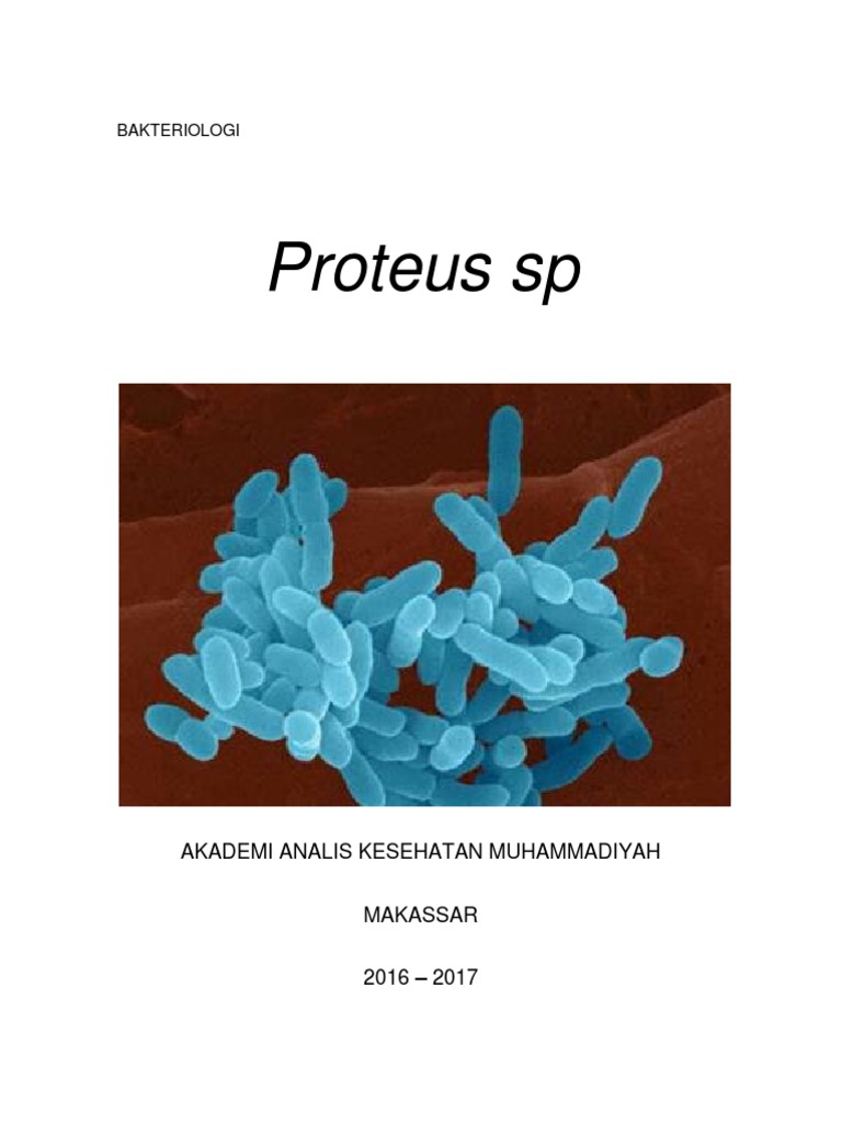 Bakteri Proteus | PDF