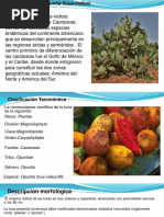 Ichu | PDF | Plantas | Horticultura y jardinería