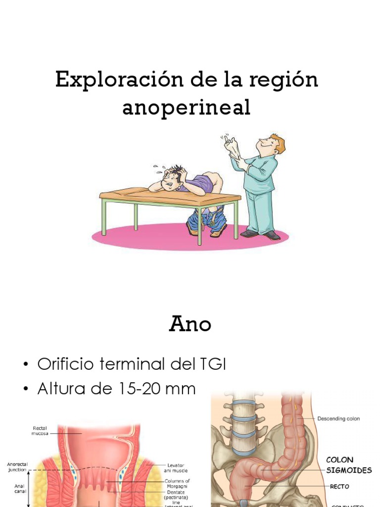 Exploración anoperineal y tacto rectal: aspectos técnicos y ...