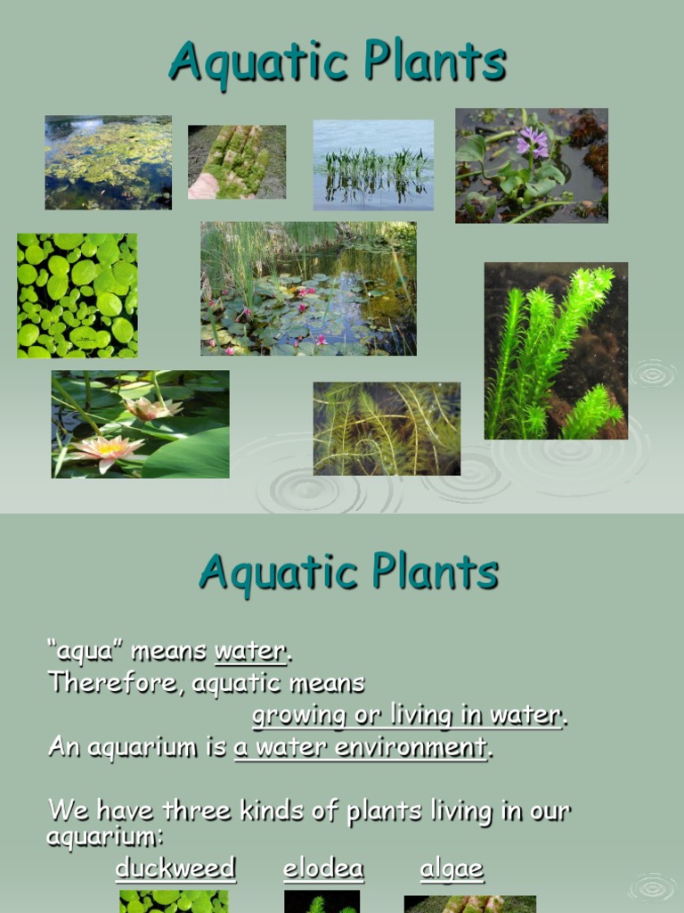Aquatic Plants Powerpoint | PDF | Plants | Photosynthesis