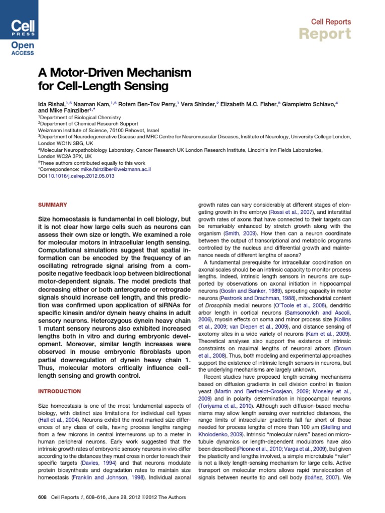 Axon Length Model | PDF | Neuron | Axon