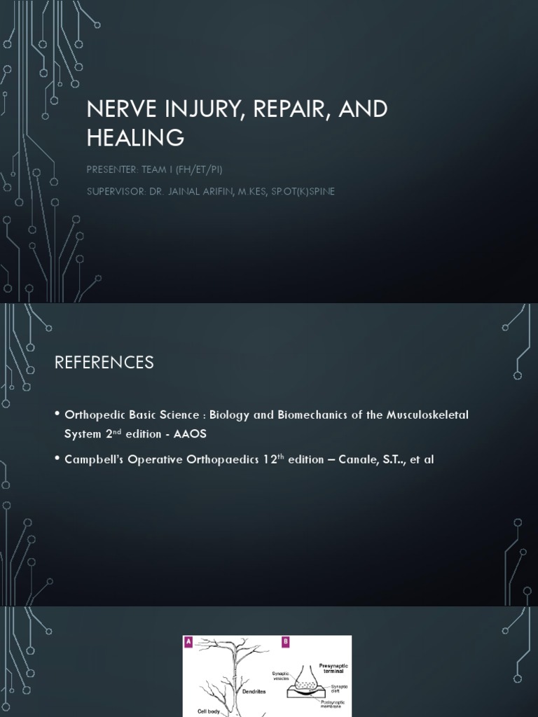 Nerve Injury and Regeneration Factors | PDF | Nerve | Neuroscience