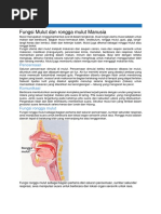 Anatomi Rongga Mulut Manusia | PDF