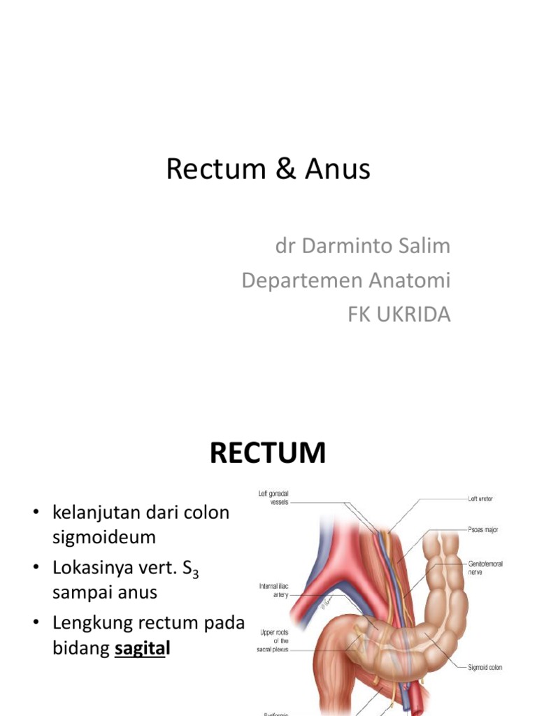 Rectum & Anus: DR Darminto Salim Departemen Anatomi FK Ukrida | PDF