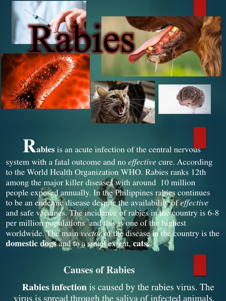 Rabies Awareness and Prevention in the Philippines | PDF | Rabies ...