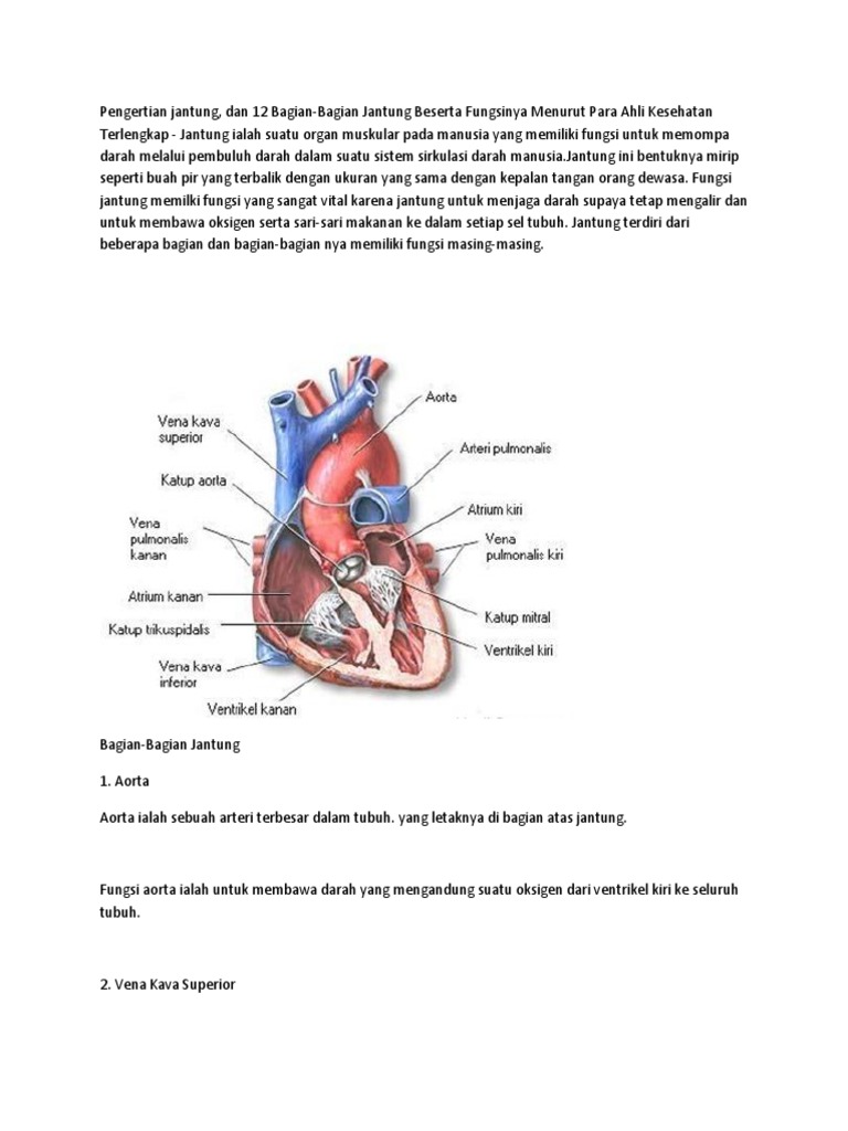 Sistem Kardiovaskuler | PDF