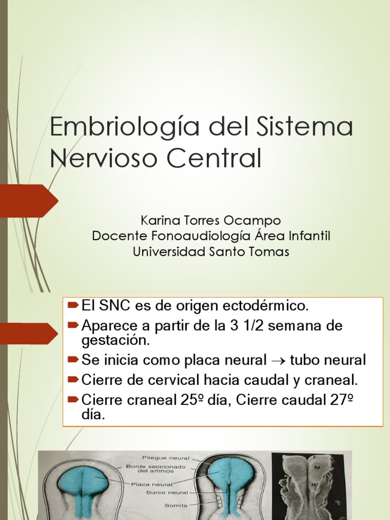 Embriologia Sistema Nervioso | PDF | Sistema nervioso | Neurociencia