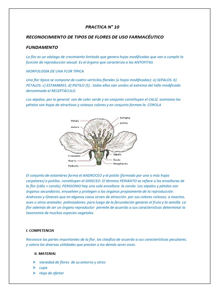 Tipos de Flores y sus Partes | PDF | Flores | Ramas de la botánica