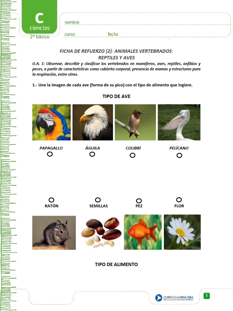 Ficha de Refuerzo (2) Animales Vertebrados Reptiles y Aves | PDF