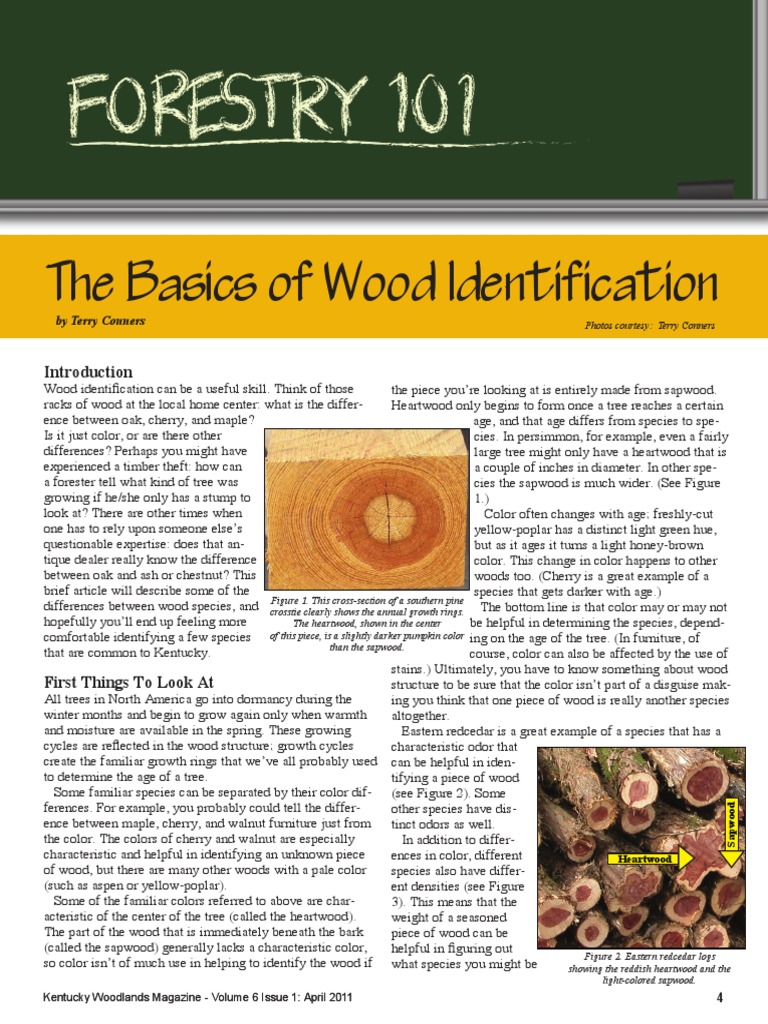 Wood Identification | PDF | Forest Products | Wood