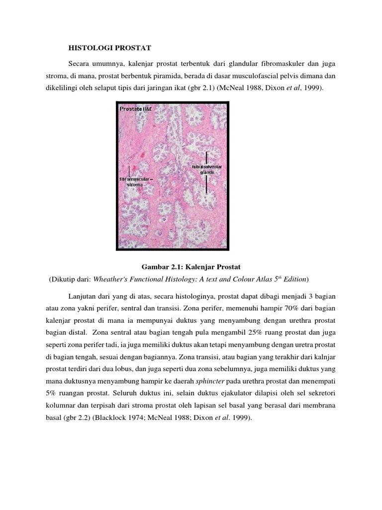 Histologi Prostat | PDF